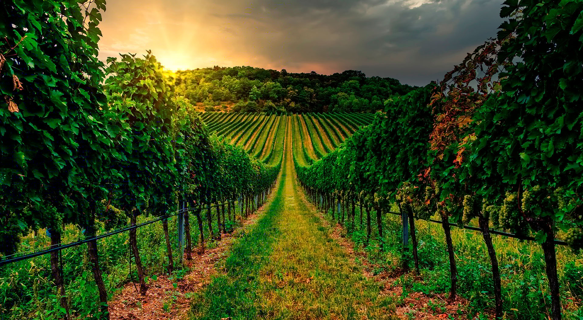 Vineyard Global Advisors | Our Firm | Thomas Samuelson